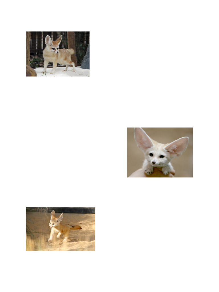 Bologie (Animale) | PDF