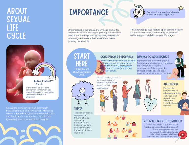 Sexual Life Cycle Brochure | PDF | Sexual Reproduction | Fertilisation