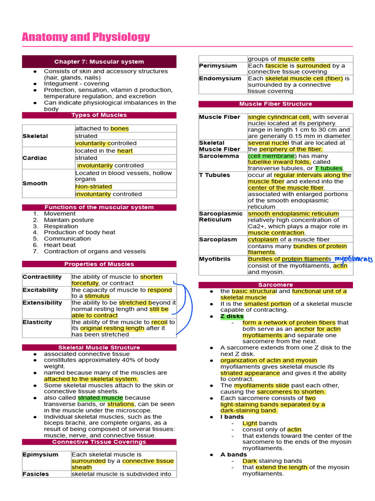 Midterm Reviewer- Google Docs | PDF | Muscle Contraction | Skeletal Muscle