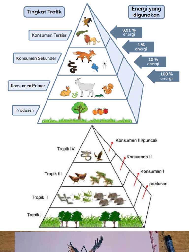 Piramida rantai makanan | PDF