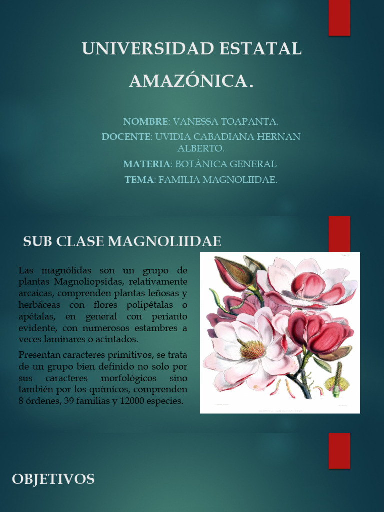 2 Presentación Plantas Magnoliidae | PDF | Flores | Plantas