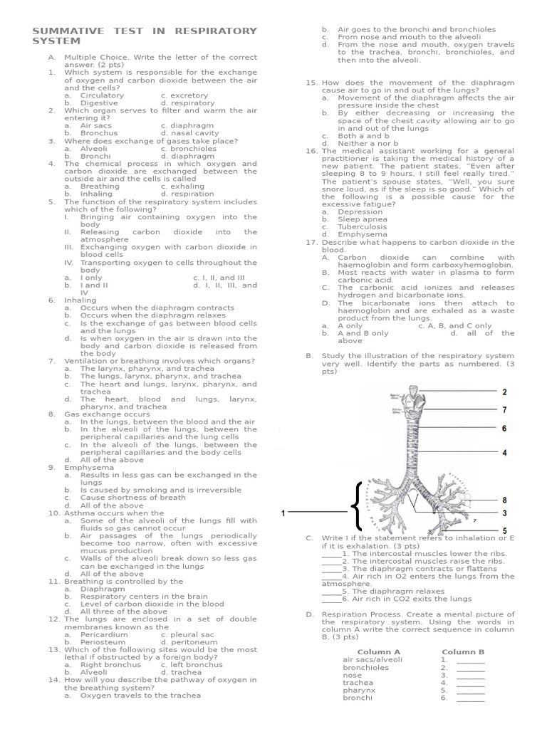 Summative Test in Respiratory System | Download Free PDF | Respiratory ...