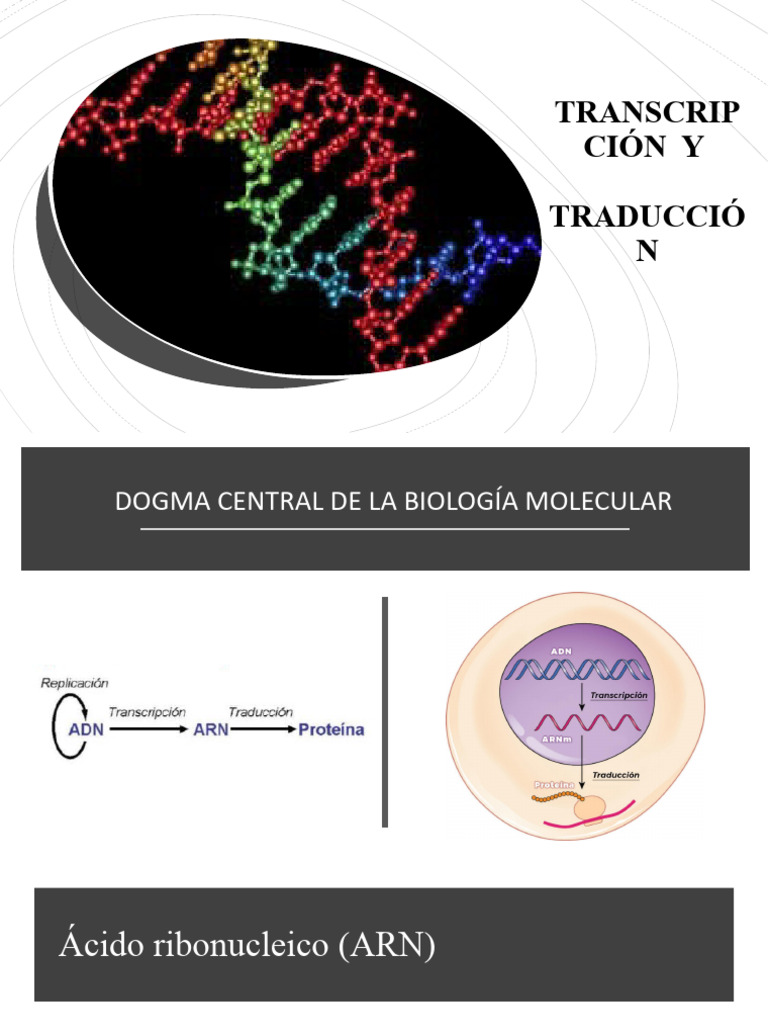 Transcripción y Traducción | PDF | Traducción (biología) | Rna