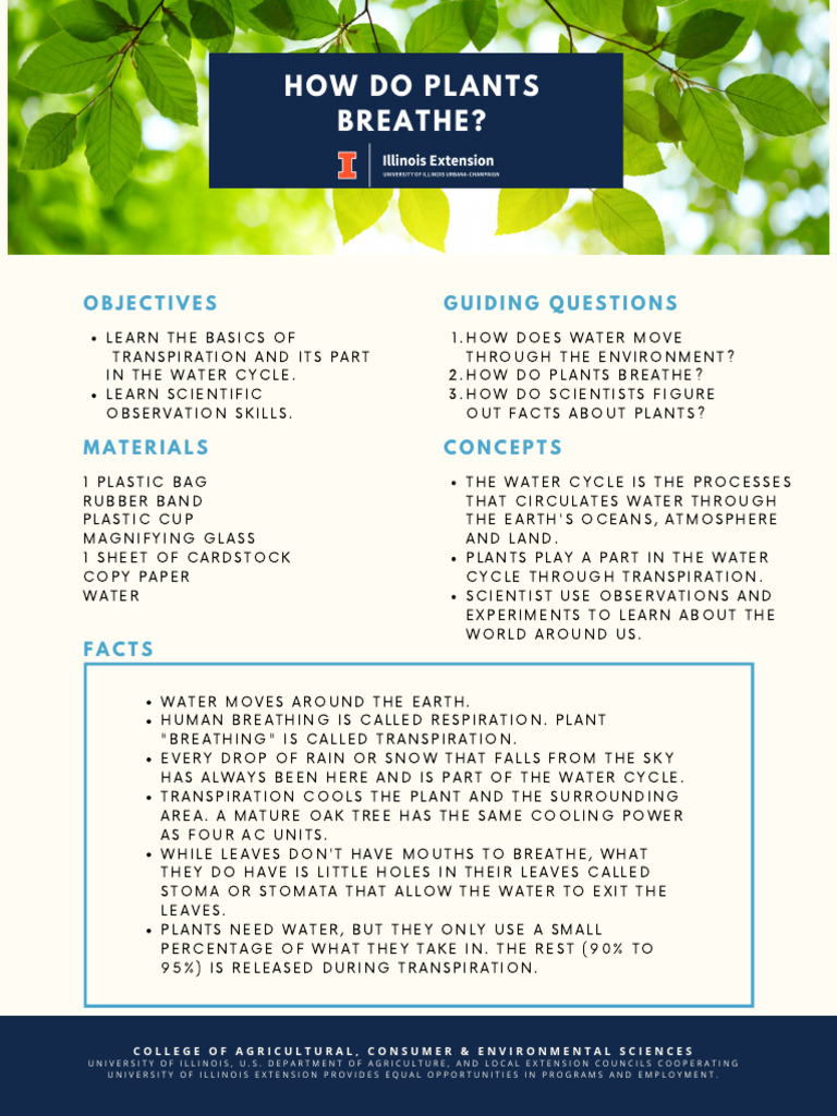 Hkmw-How Do Plants Breathe | PDF | Water | Stoma