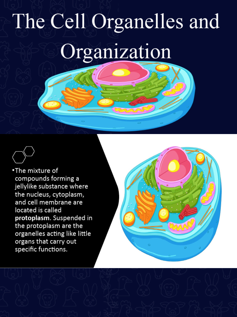 Cell Organelles and Cell Structures and Junctions | PDF | Endoplasmic ...