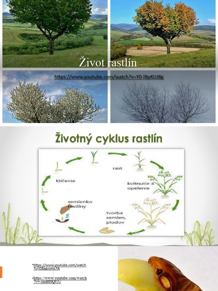 Život Rastlín | PDF