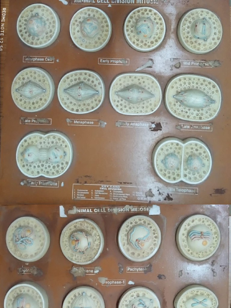 Embryology Models | PDF