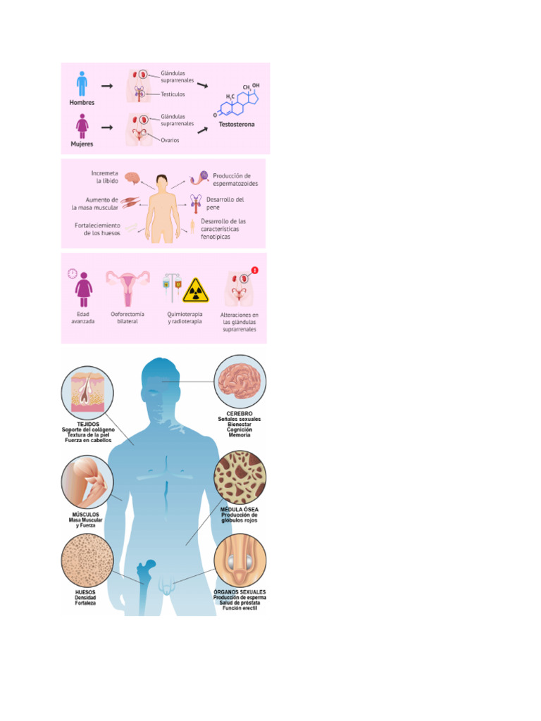 Testosterona Masculina y Femenina | PDF