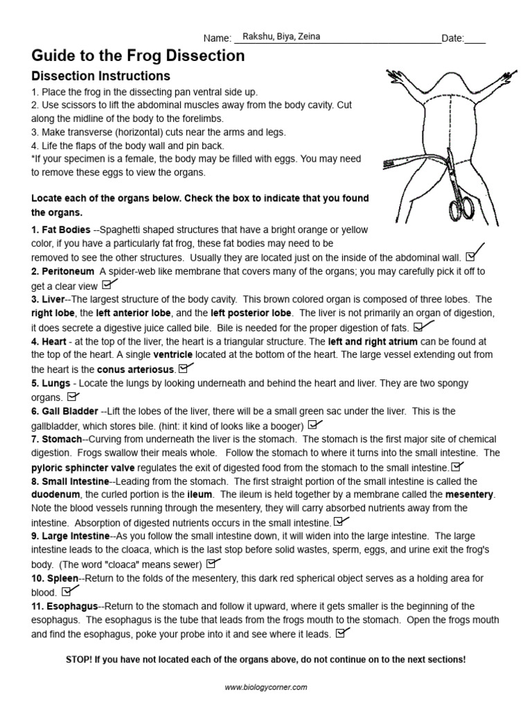 Kami Export - Zeina Awad - Frog Dissection - Internal Anatomy | PDF ...