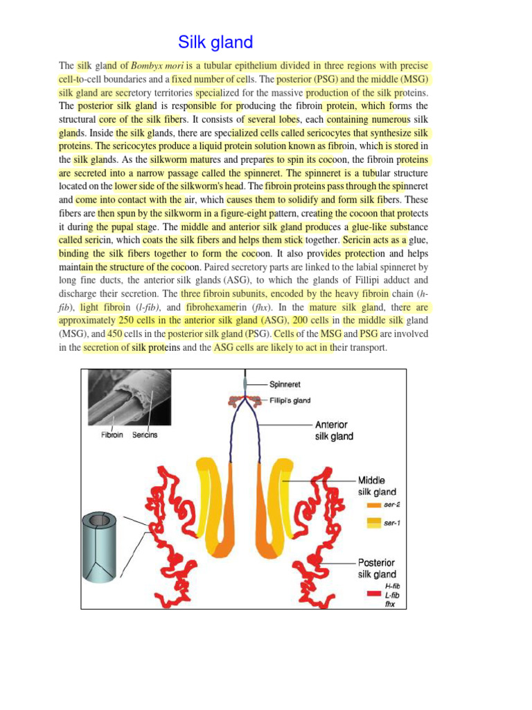 Silk Gland and Lac Strains | PDF