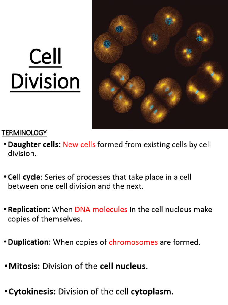 Cell Division PDF | PDF | Mitosis | Chromosome