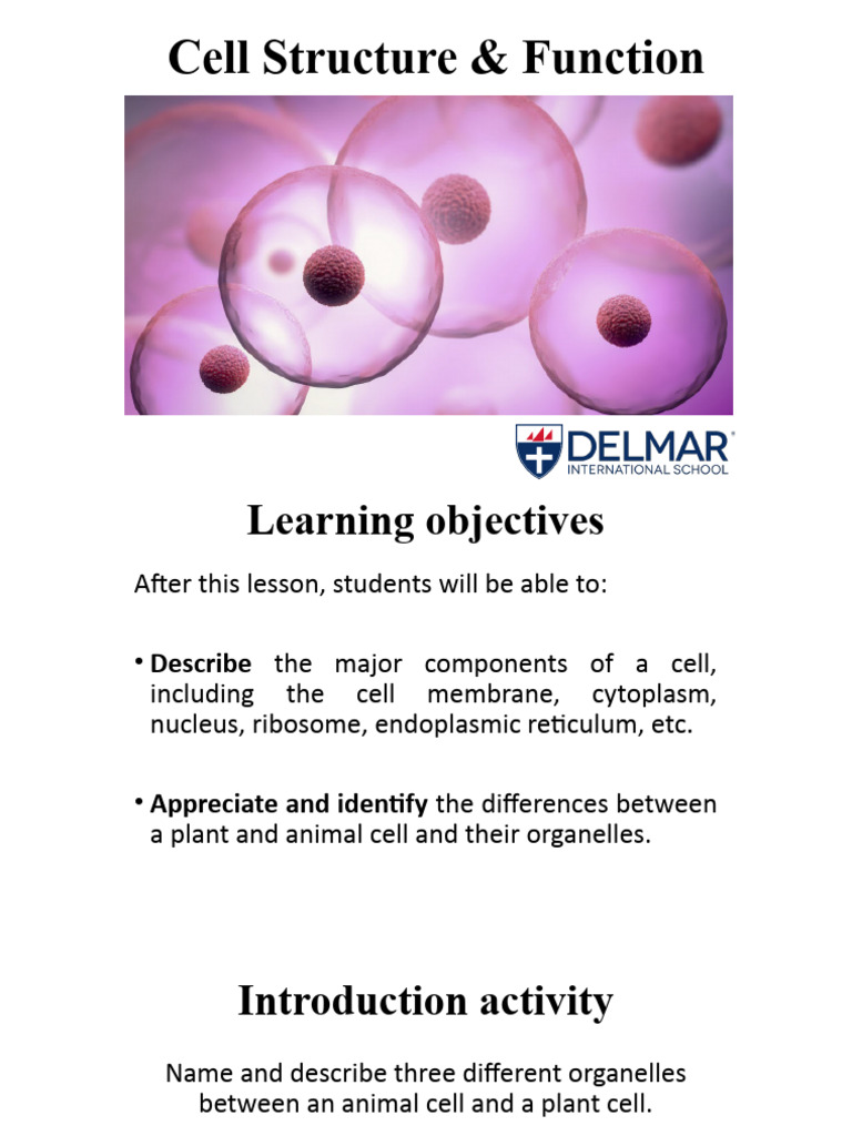 Cell Drawing | PDF
