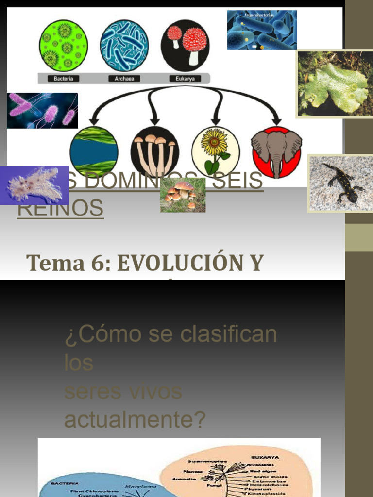 2.tres Dominios, Seis Reinos 23-24 | Descargar gratis PDF | Archaea ...