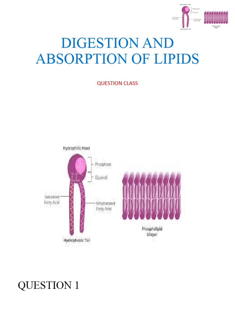 Digestion and Absorption of Lipids | PDF