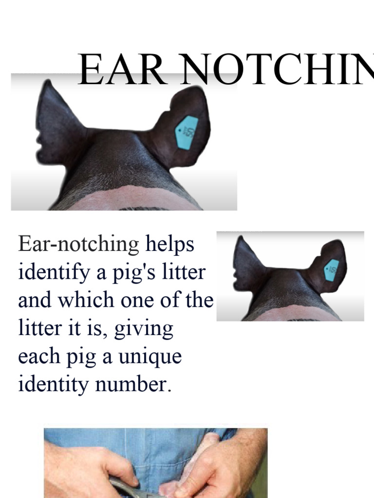 Pig Ear Notching Guide and Examples | PDF