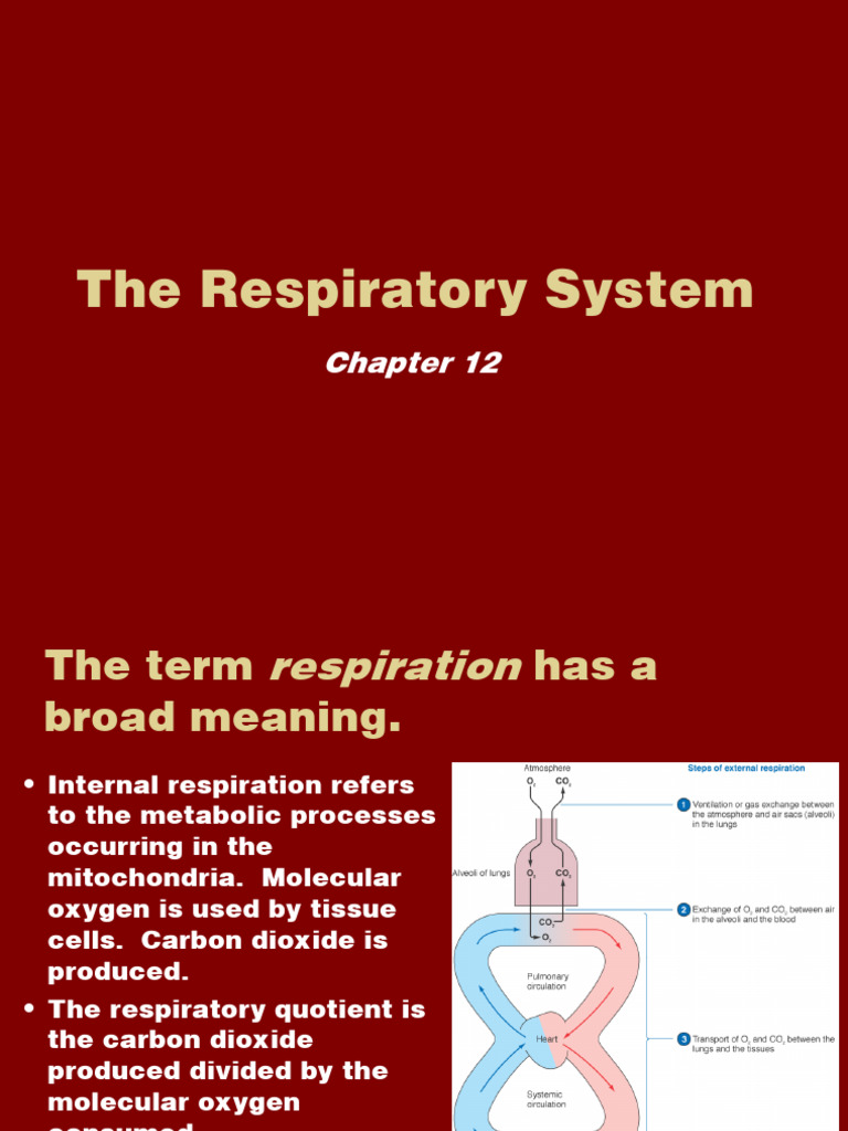 12.respiratory System | PDF | Lung | Respiratory Tract