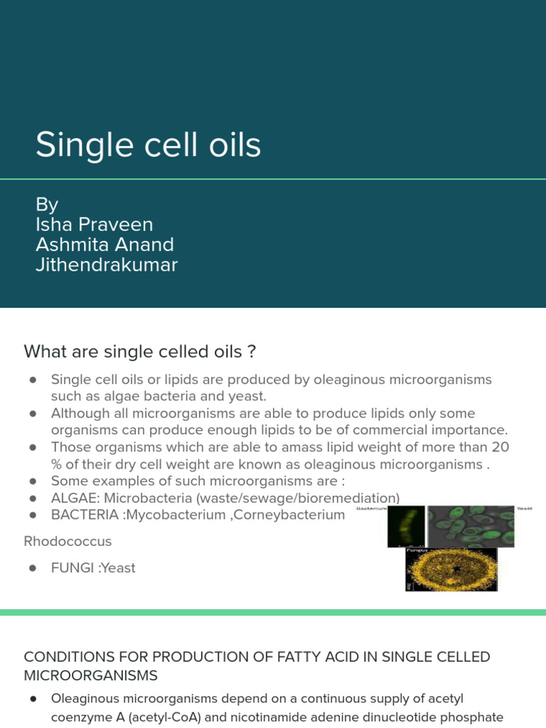 Single Cell Oils | PDF | Lipid | Triglyceride