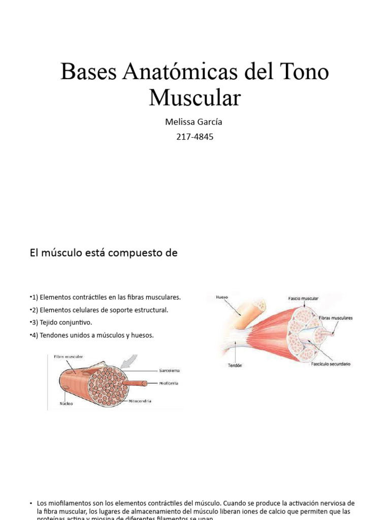Bases Anatómicas Del Tono Muscular - Melissa | PDF | Axon | Músculo ...