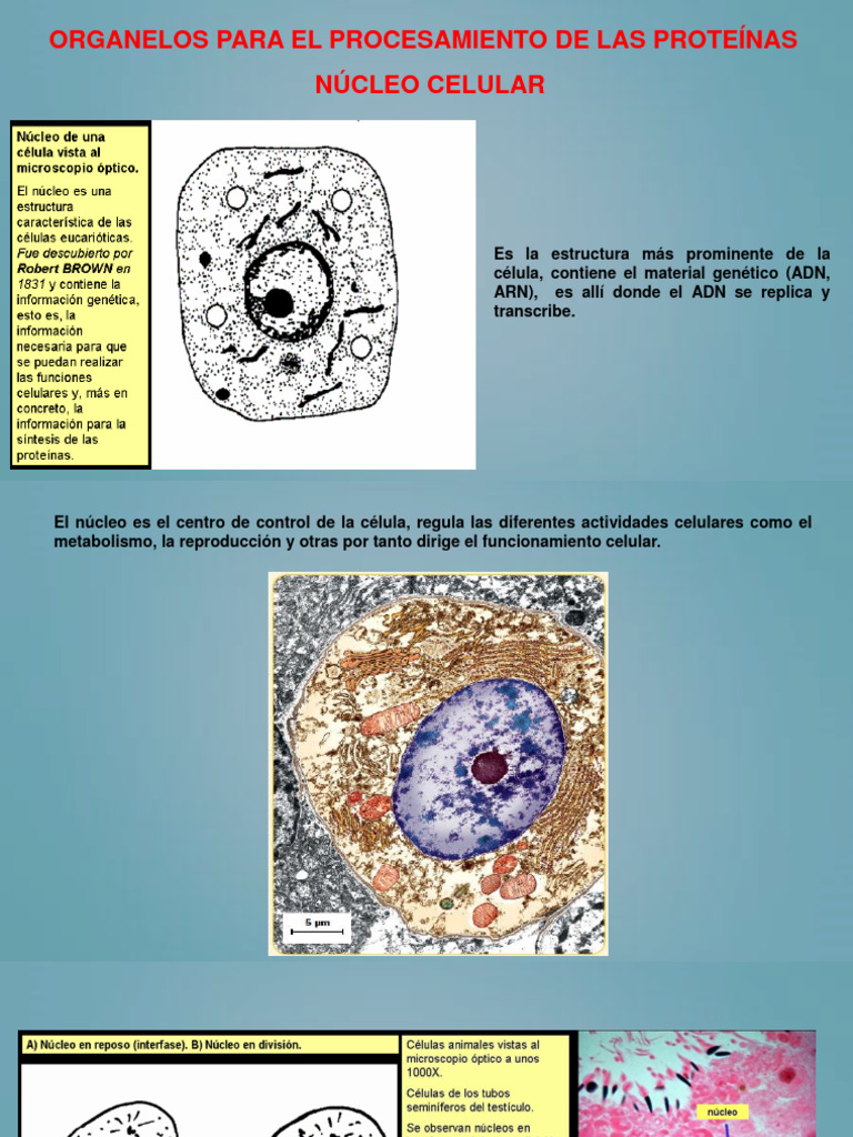 06 Nucleo | PDF | Nucleo celular | Biología Celular)