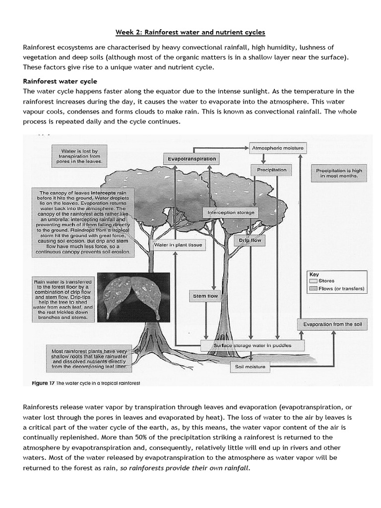 Rainforest Water and Nutrient Cycles | PDF
