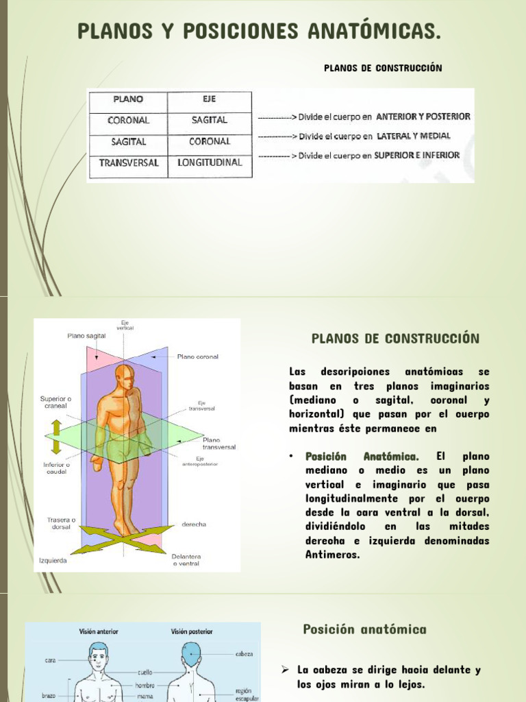 Planos y Posiciones Anatomicas | PDF | Términos anatómicos de ubicación | Anatomía humana