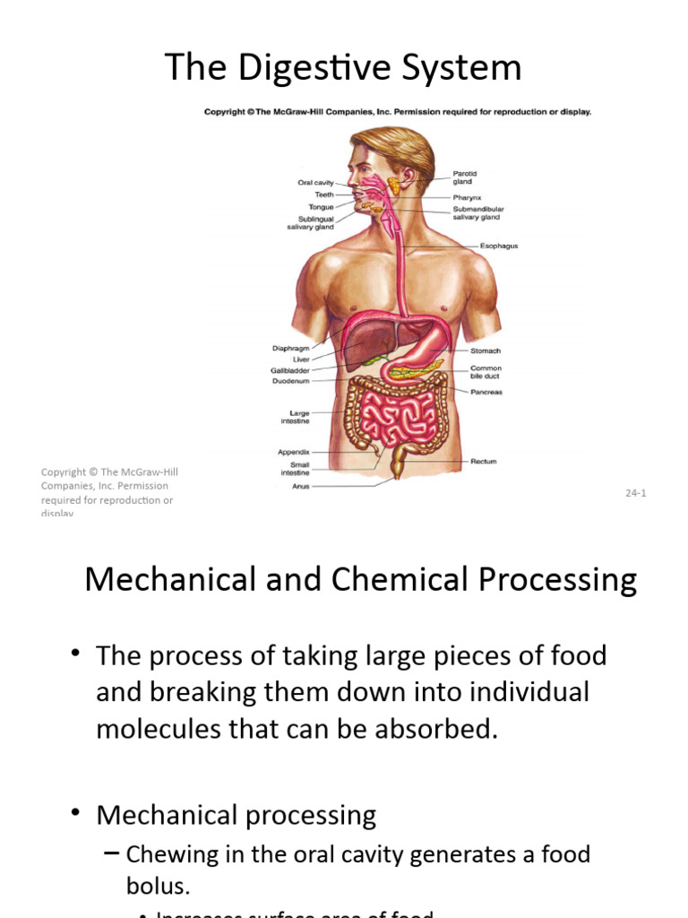 The Digestive and Excretory System | PDF | Digestion | Kidney