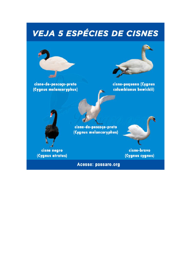Tipos de Cisnes | PDF