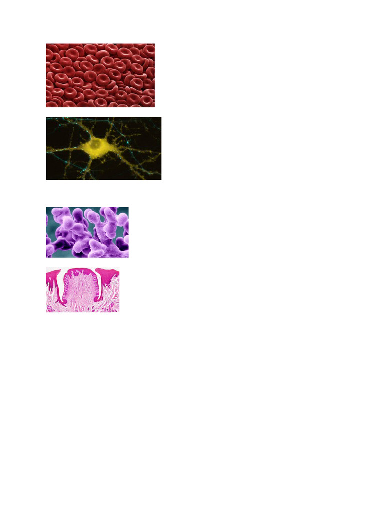 Clasificacion de Las Celulas | PDF