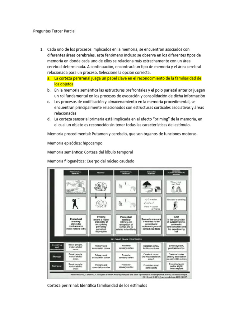 Preguntas Tercer Parcial | PDF | Cerebelo | Memoria