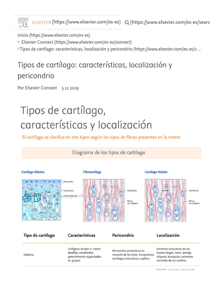 Tipos de Cartílago - Características, Localización y Pericondrio | PDF ... Tipos de Cartílago - Características, Localización y Pericondrio | PDF ...
