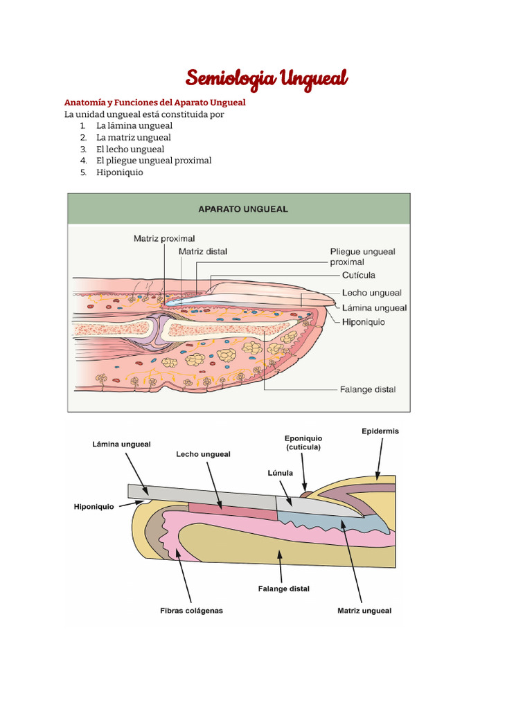 Semiologia Ungueal | PDF | Clavo (anatomía) | Psoriasis