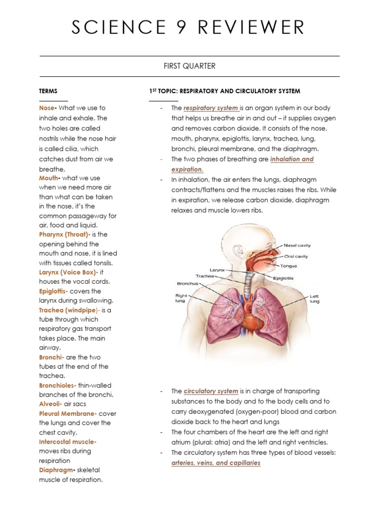 Science 9 First Quarter ALL Notes | PDF | Respiratory Tract | Mitochondrion