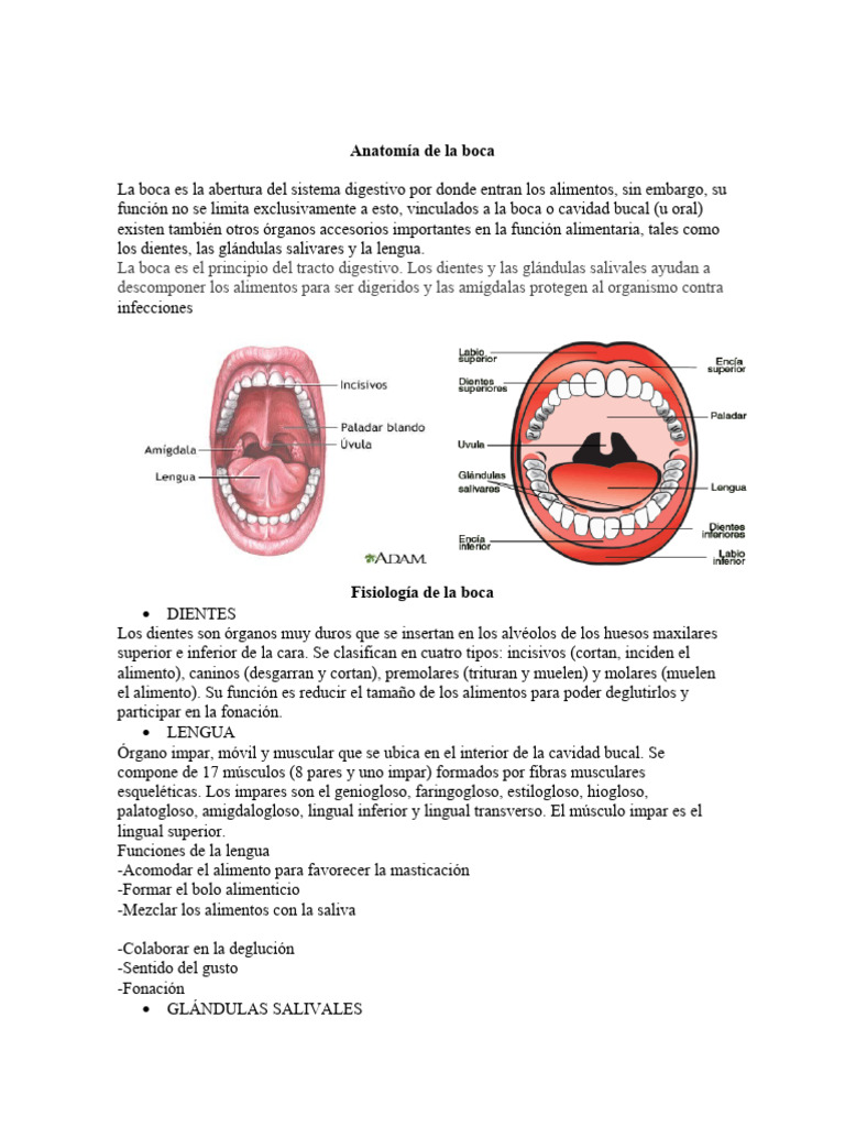 Anatomía y funciones de la boca | PDF