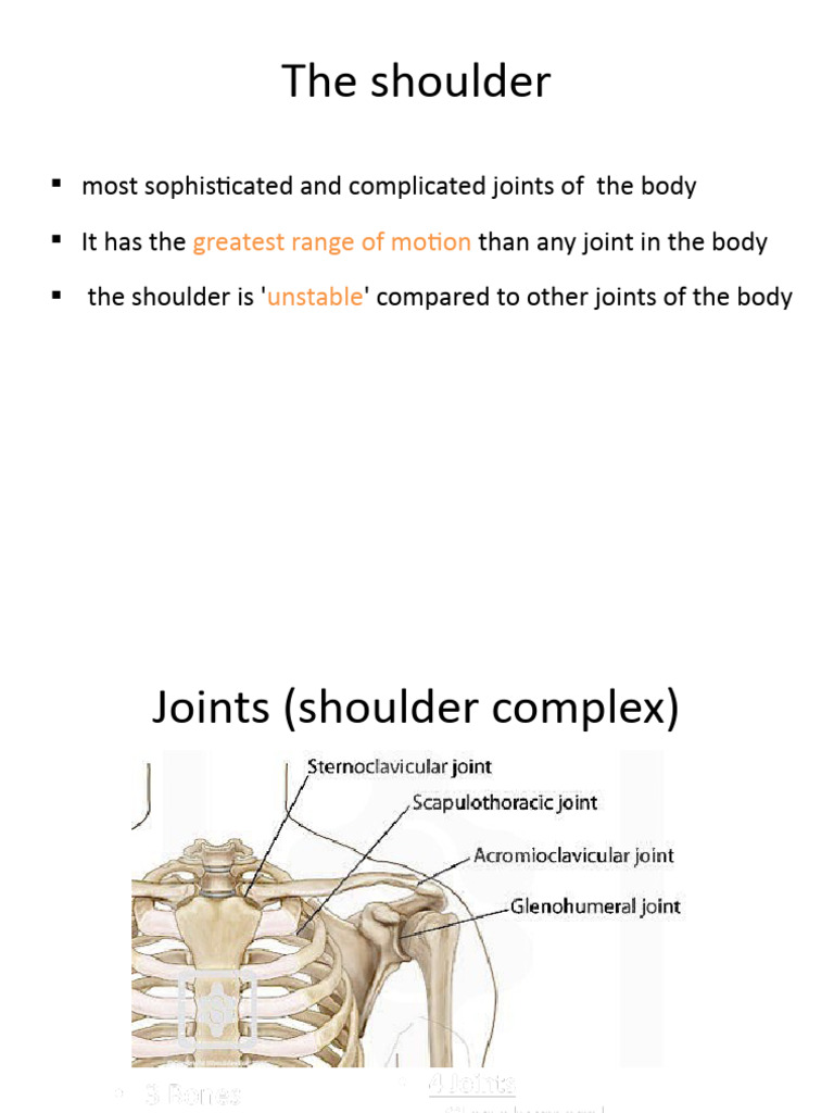 Shoulder | PDF | Shoulder | Soft Tissue