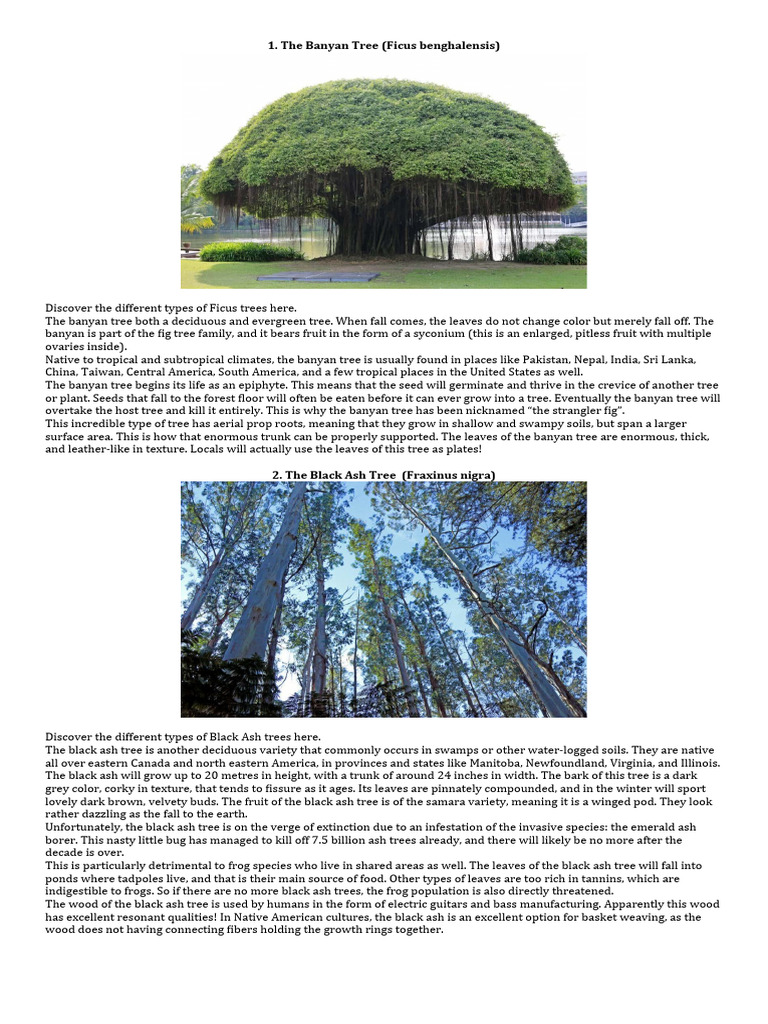 10 Different Kinds of Trees | PDF | Trees | Botany