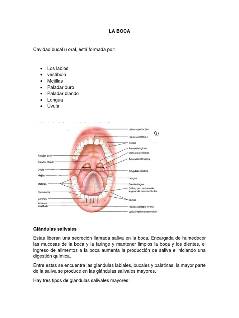 Partes y funciones de la boca humana | PDF | Boca | Saliva