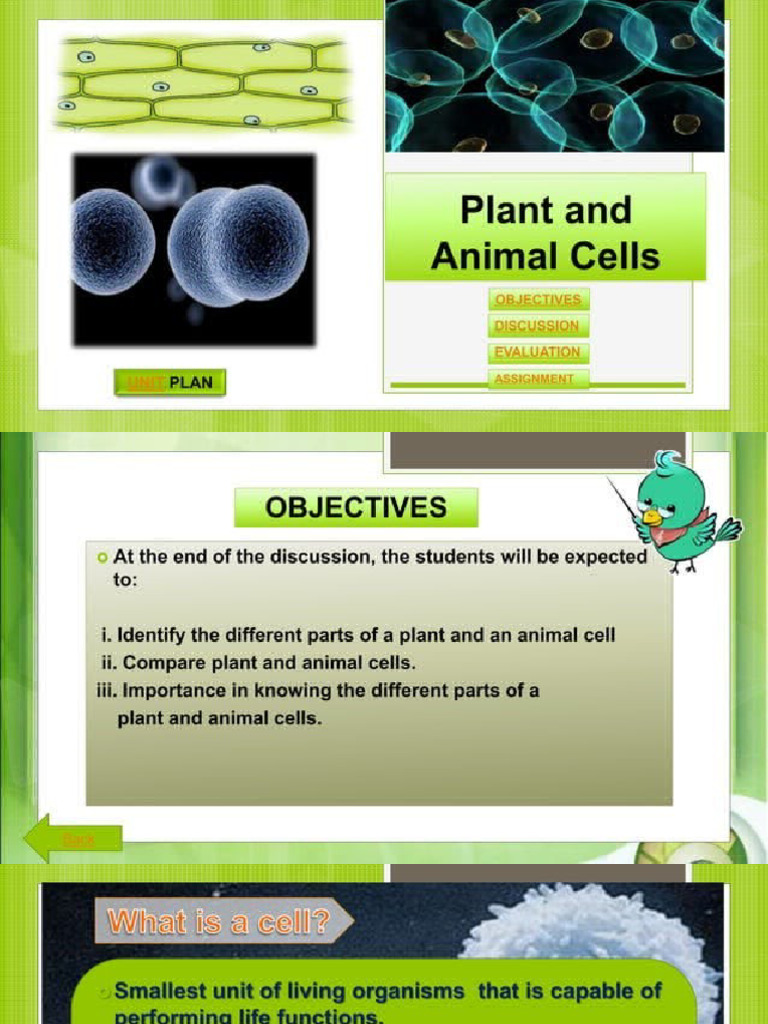 Plant and Animal Cell | PDF