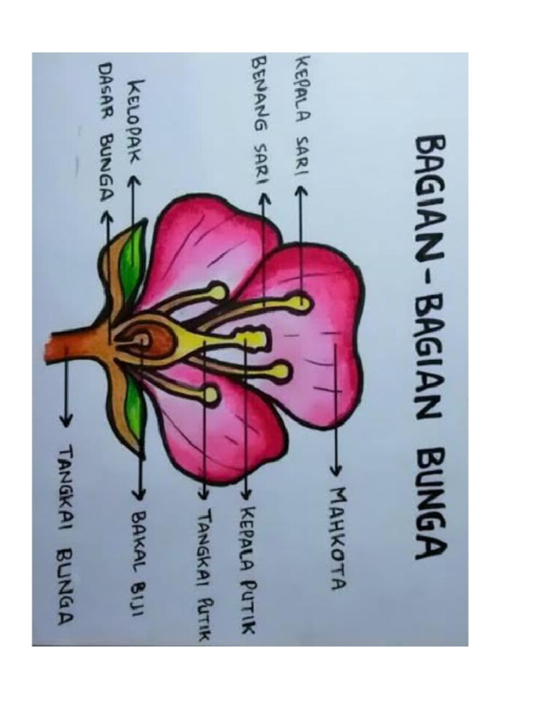 Bagian Bagian Bunga | PDF