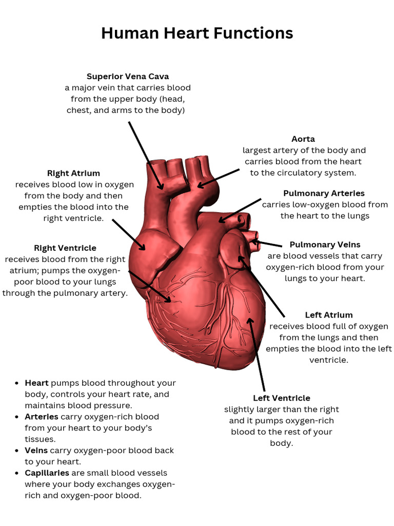 Heart Organ and Its Function | PDF