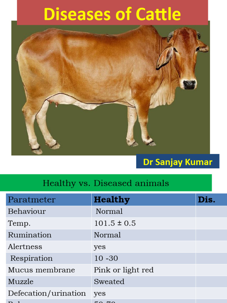 Cattle Disease Overview and Symptoms | PDF | Causes Of Death | Epidemiology