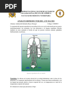 Fisiologia Del Gallo | PDF | Testículo | Pene