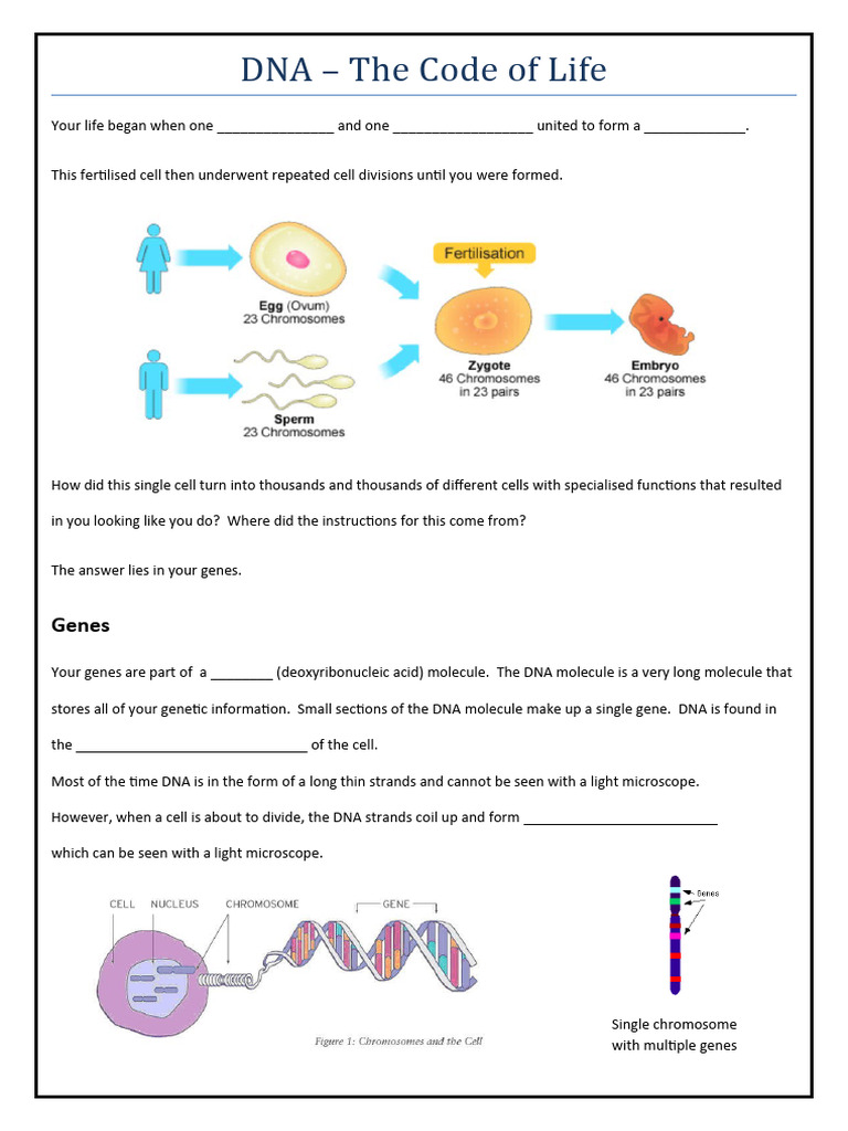 Genes and Chromsomes Worksheet-1 | Download Free PDF | Dominance ...