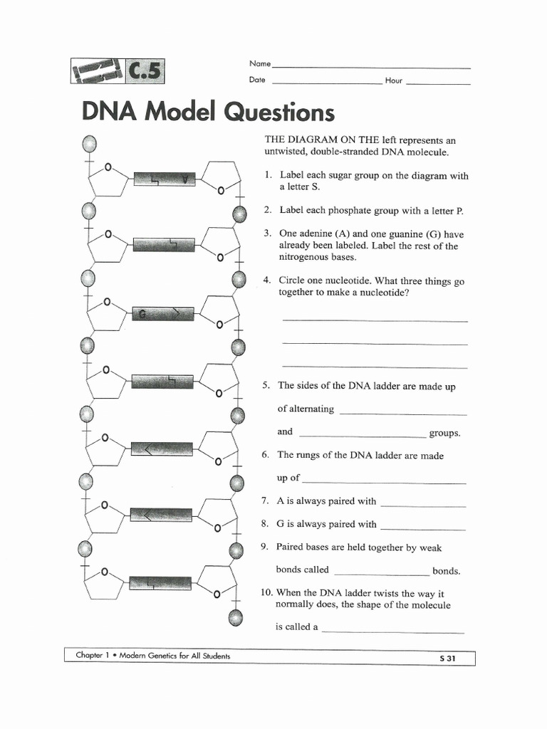 DNA Model Labeling Questions | PDF