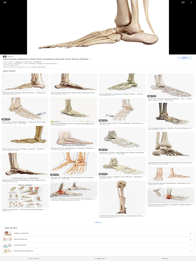 httpswww.google.comsearchq=skeleton+feet&rlz=1C9BKJA_enMP967MP967&hl=ko ...