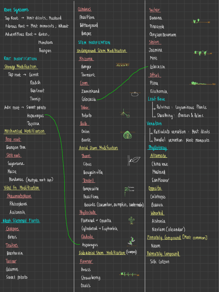 Botany Examples | PDF | Fruit | Leaf