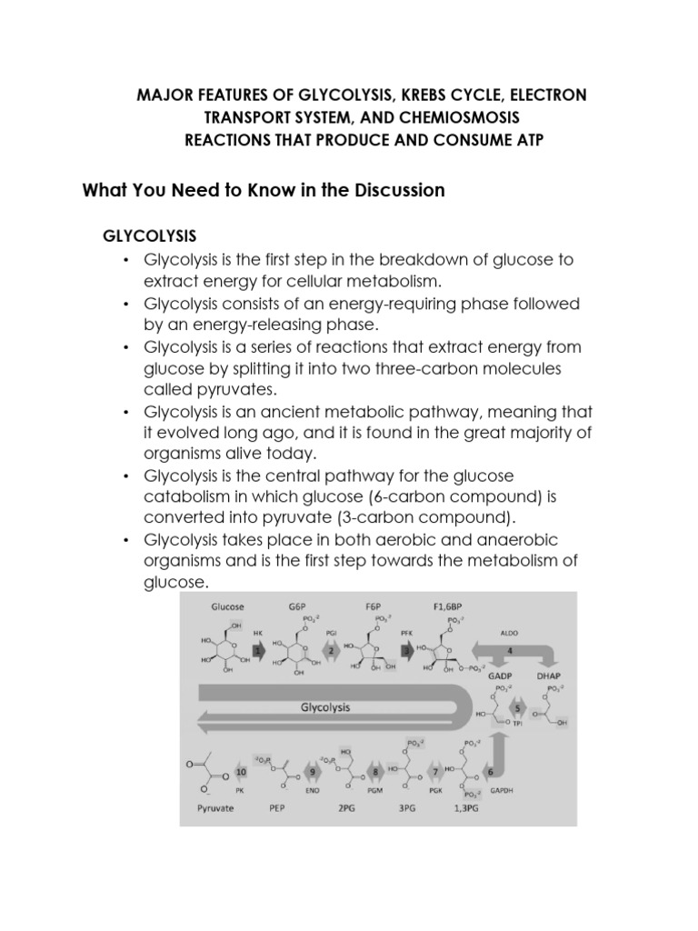 Major Features Of Glycolysis Krebs Cycle Electron Transport System And Chemiosmosis Pdf