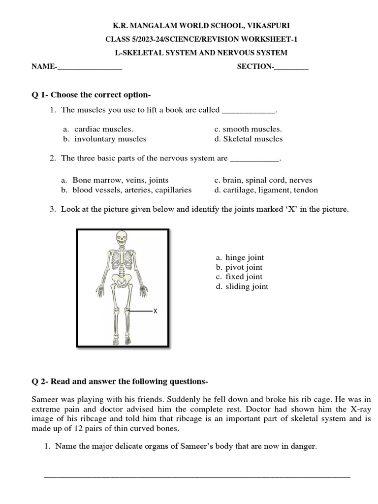 Class 5 - Science Revision Worksheet-1 - Skeletal System and Nervous ...