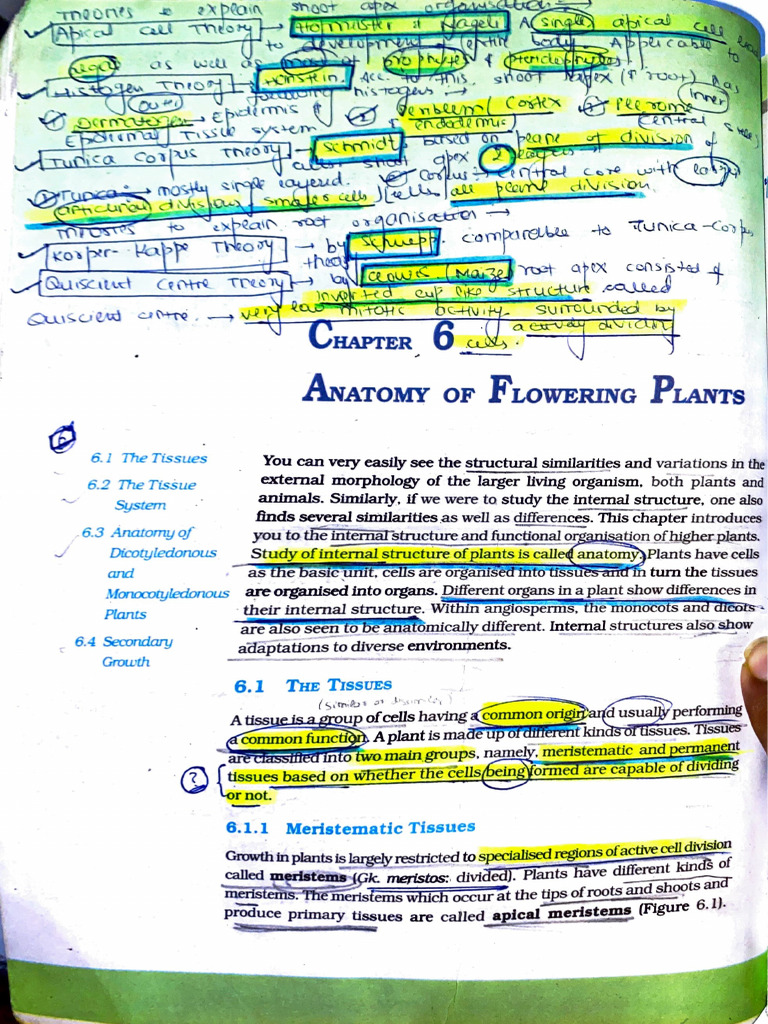 Anatomy of Flowering Plants | PDF | Plant Stem | Leaf