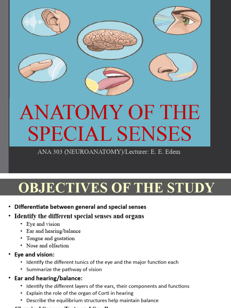 Anatomy of Special Senses Overview | PDF | Ear | Taste