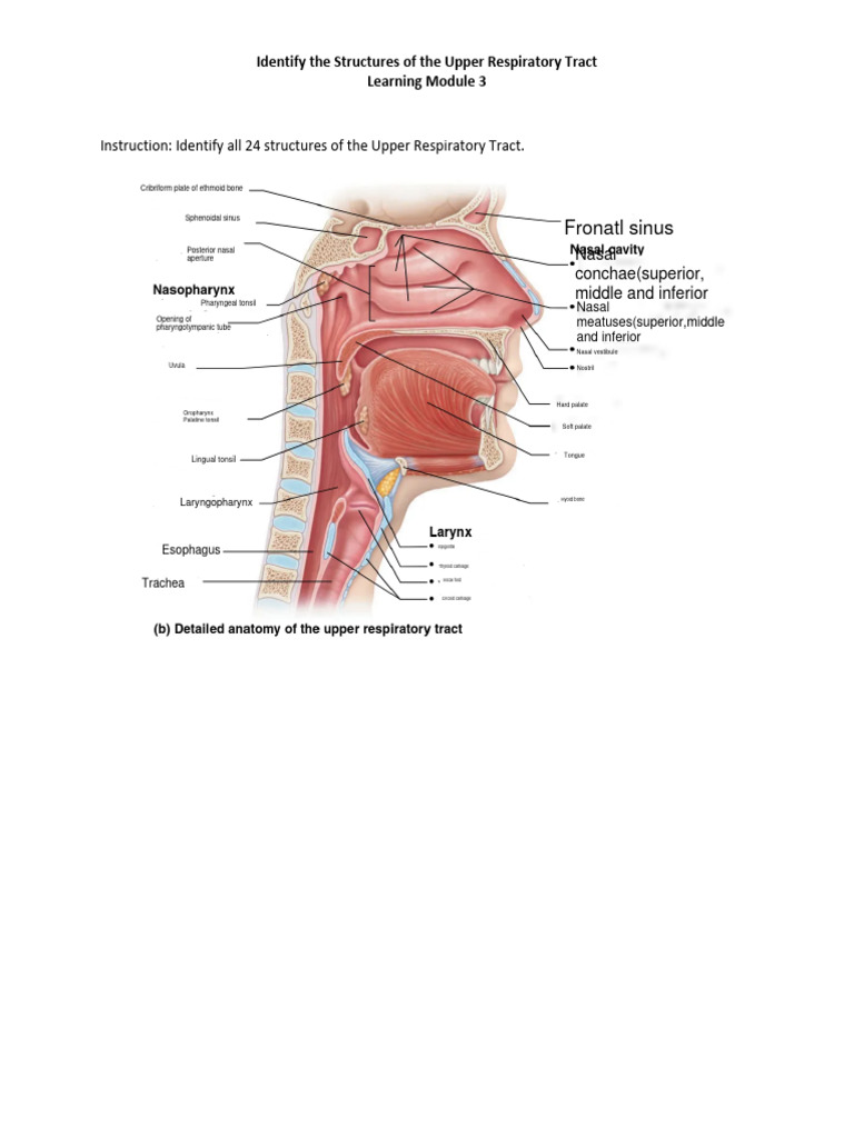 Upper Respiratory Tract Structures Guide | PDF | Foreign Language Studies